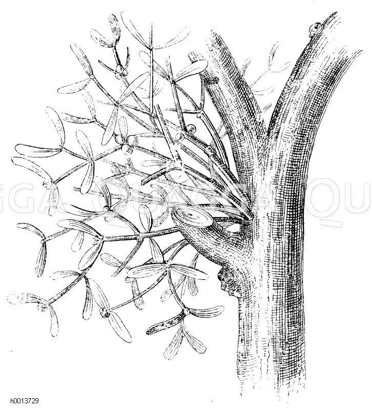 Mistel - Quagga Illustrations