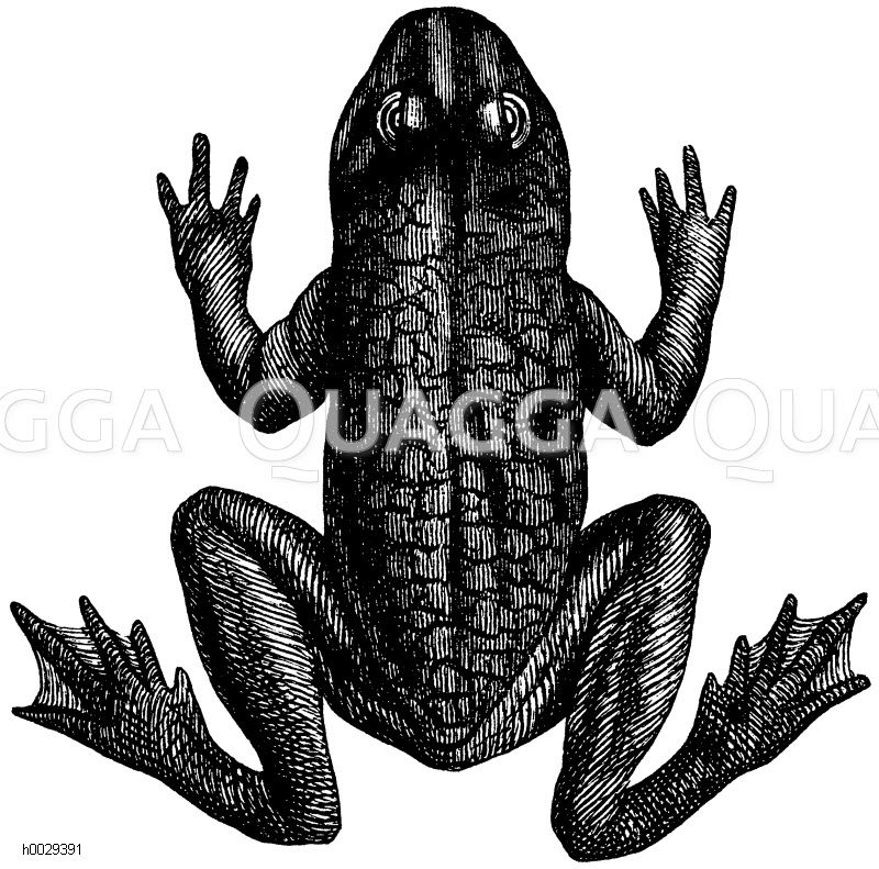 Unke - Quagga Illustrations