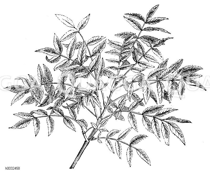 Esche - Quagga Illustrations