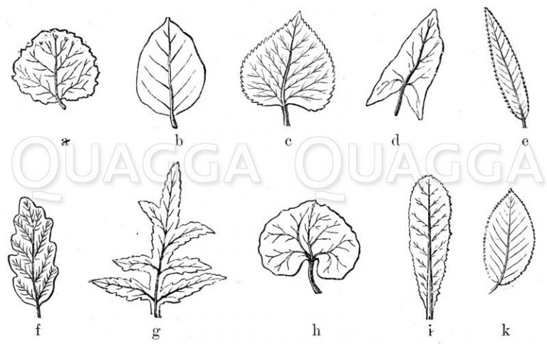 Blattformen - Quagga Illustrations