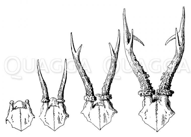 Reh, Rehbock: Entwicklung des Geweihs - Quagga Illustrations