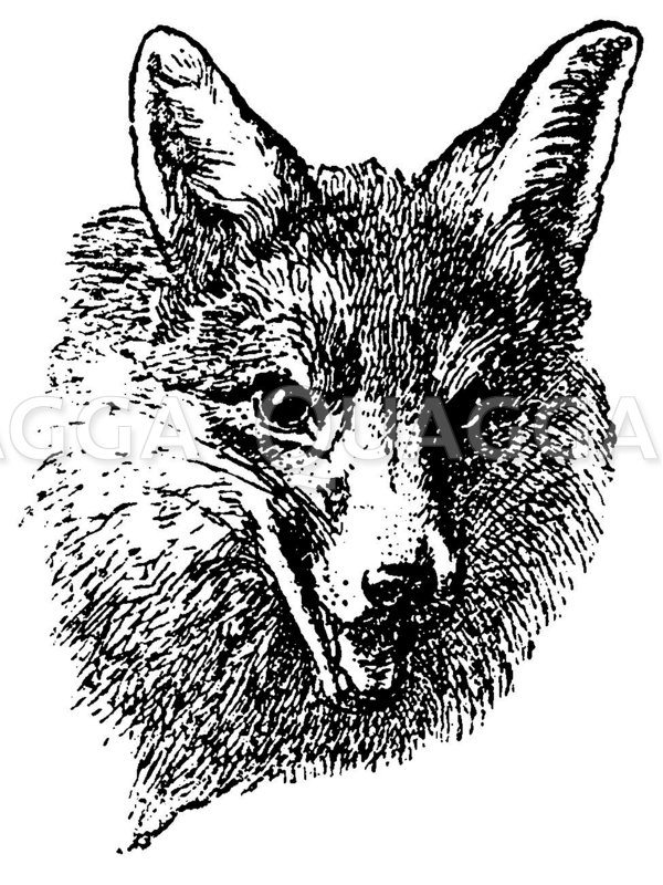Fuchs: Porträt - Quagga Illustrations