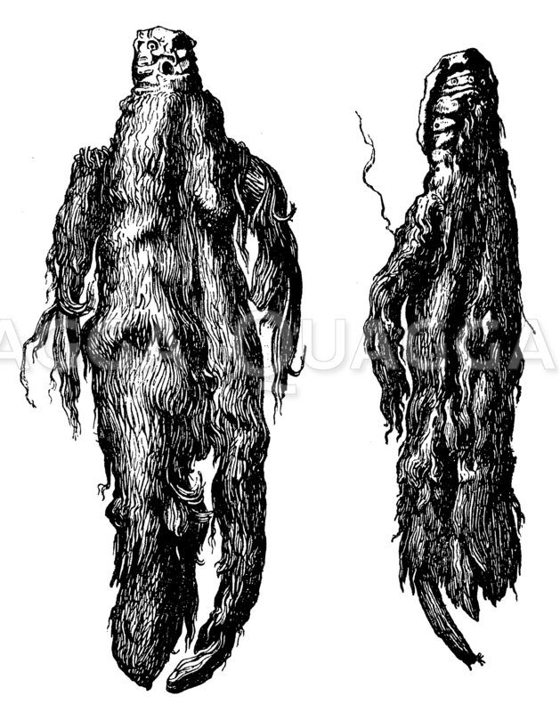 Alraune Kaiser Rudolfs II., Wien