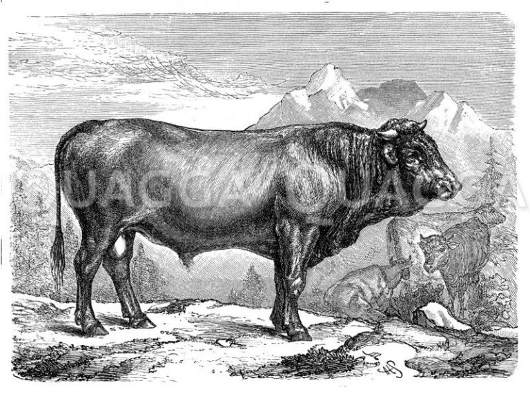 Bulle, Stier - Bildkategorie - Bilddatenbank