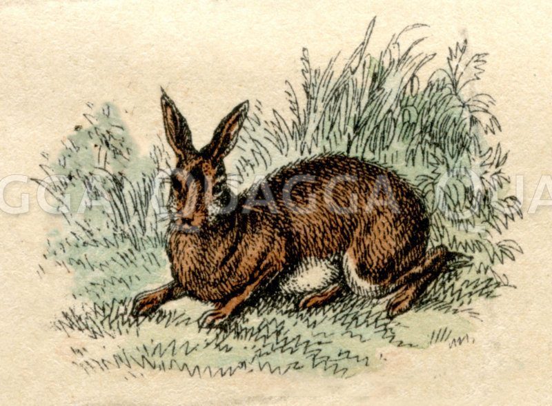 Hase - Quagga Illustrations