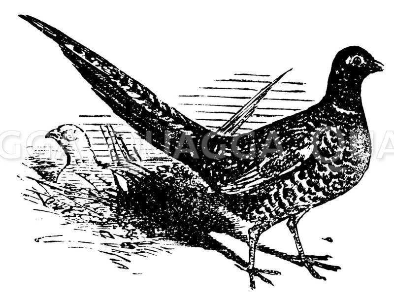 Fasan - Quagga Illustrations