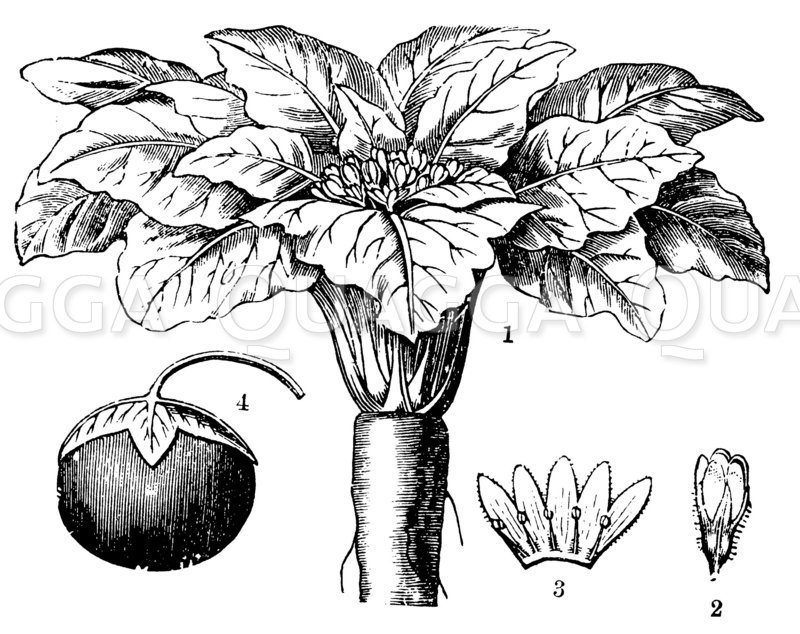 Alraune