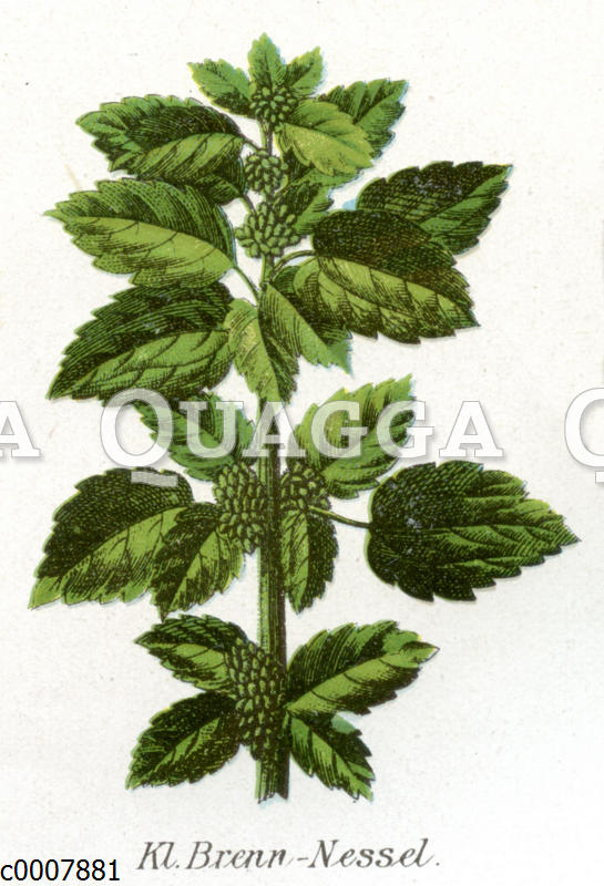 Kleine Brennnessel - Quagga Illustrations