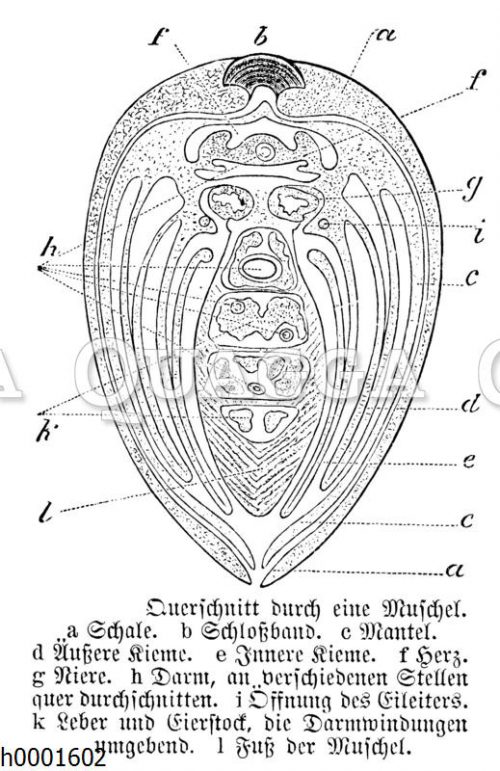 Muscheln - Bildkategorie - Bilddatenbank