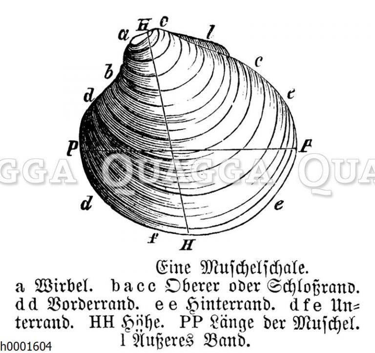 Muscheln - Bildkategorie - Quagga Illustrations Bilddatenbank