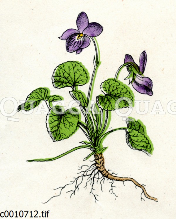 Veilchen - Quagga Illustrations