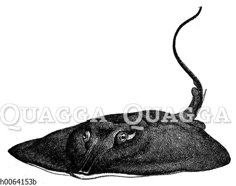 Rochen - Quagga Illustrations