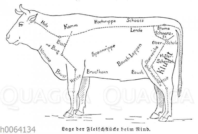 Fleischeinteilung, Rind - Bildschlagwort - Bilddatenbank