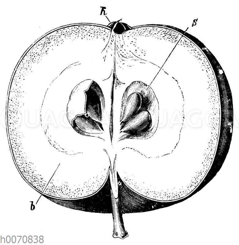 Apfel, aufgeschnitten