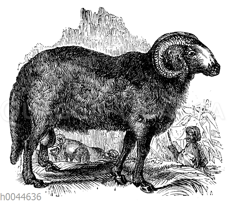 Syrisches Schaf, Fettschwanzschaf