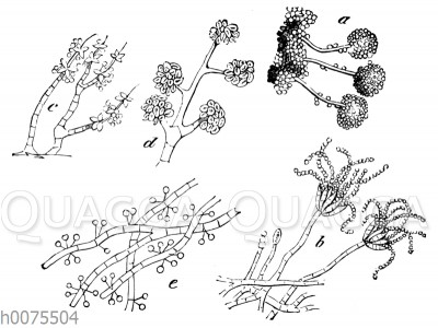 Graugrüner Pinselschimmel - Bildschlagwort - Bilddatenbank