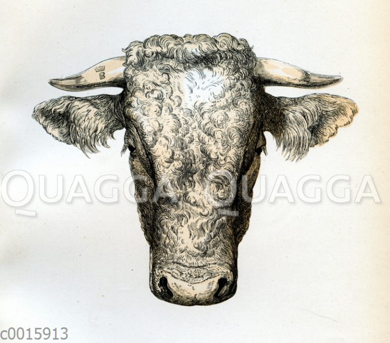 Simmentaler Stier - Quagga Illustrations