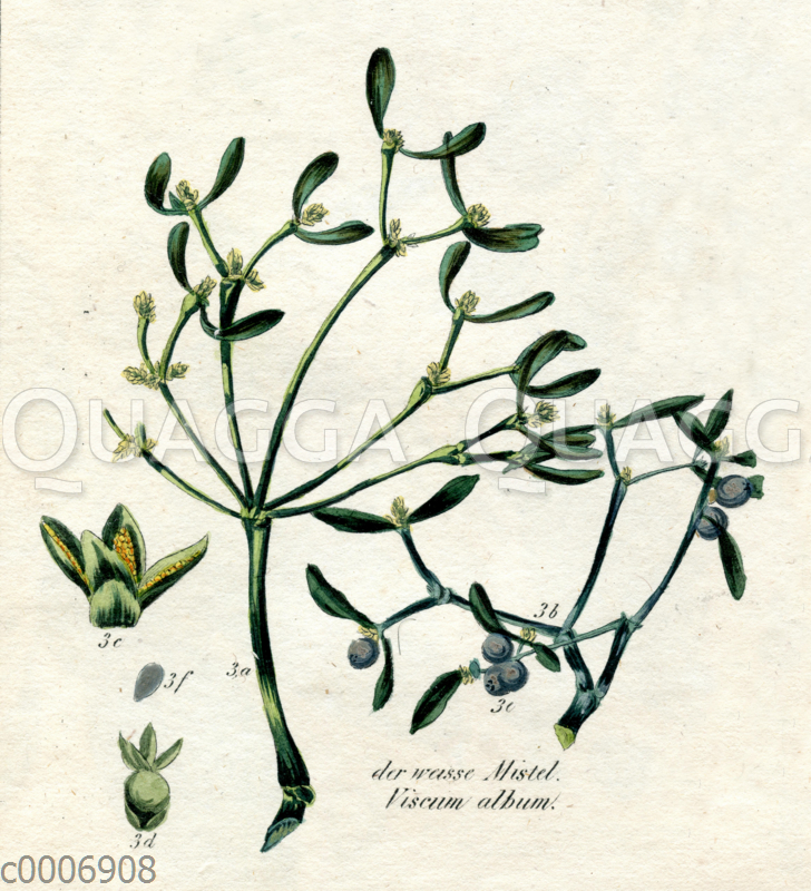 Mistel - Bildkategorie - Bilddatenbank