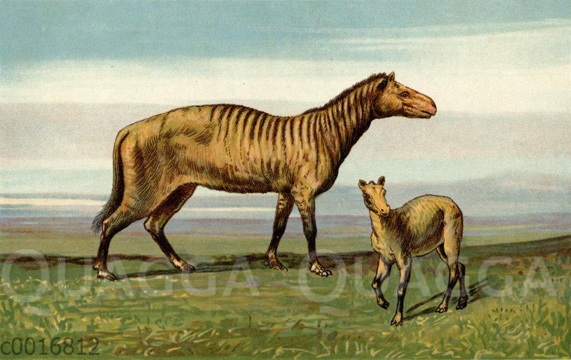 Protorohippus - Quagga Illustrations