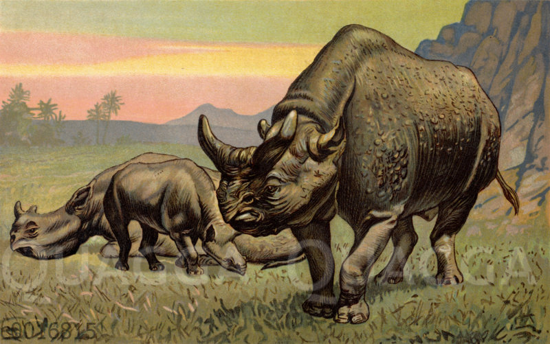 Titans-Tier (Titanotherium Latum)