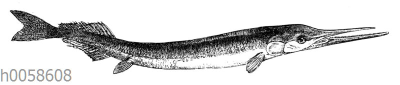 Hornhecht