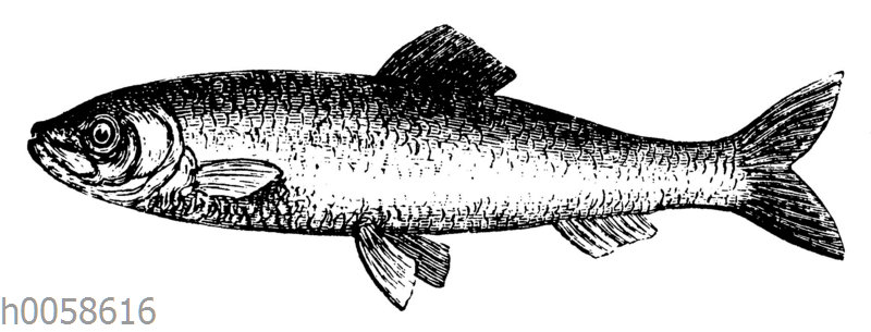 Sprotte - Quagga Illustrations