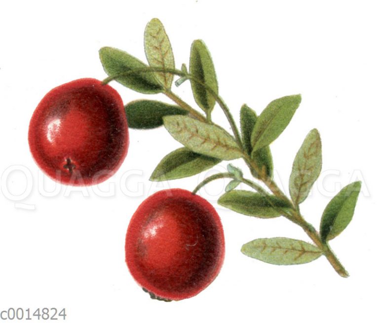 Großfrüchtige Moosbeere, Cranberry - Quagga Illustrations
