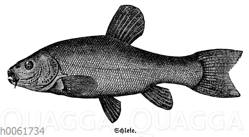 Schleie, Schlei