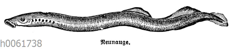 Neunauge