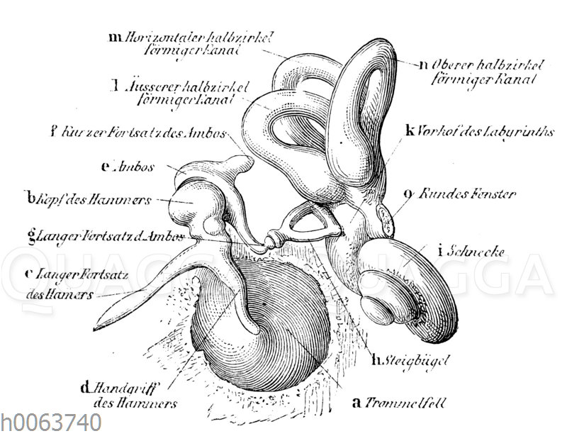 Mensch, Ohr: Trommelfell, Gehörknöchelchen und knöchernes Labyrinth der ...