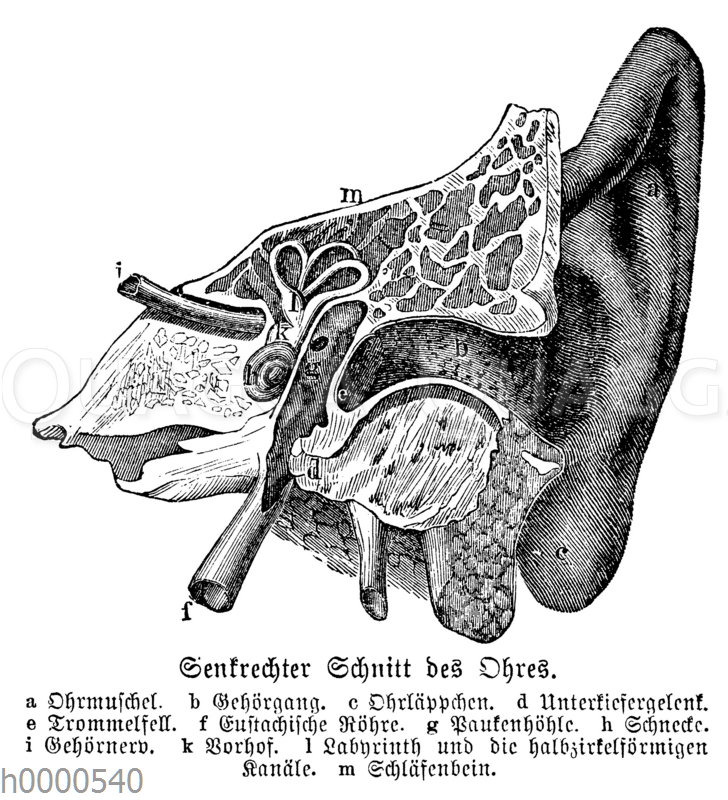 Mensch: Ohr