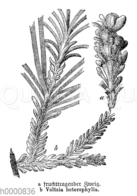 Voltzia heterophylla, aus dem Trias