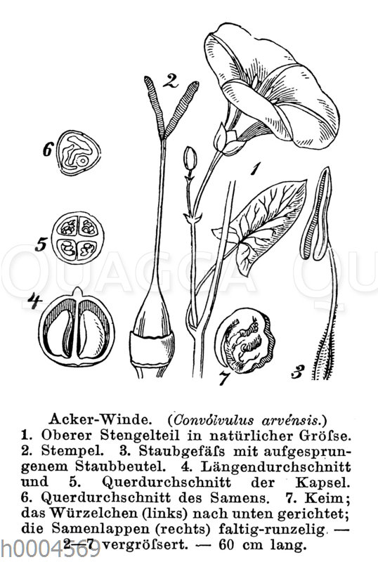 Ackerwinde - Quagga Illustrations