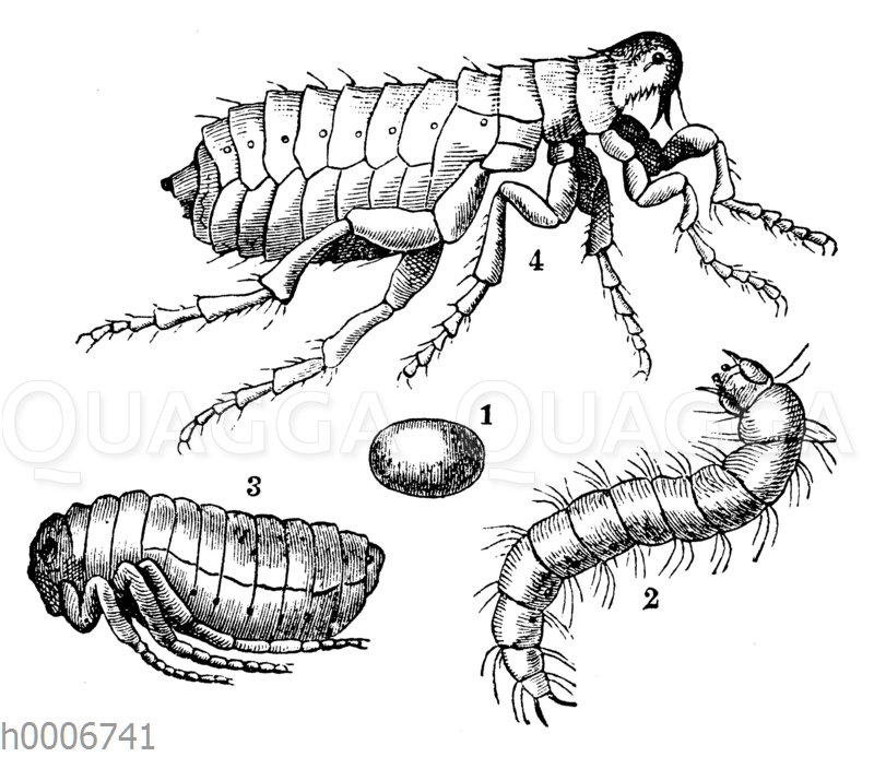 Floh: Entwicklung, 1 Ei, 2 Larve, 3 Puppe, 4 Floh