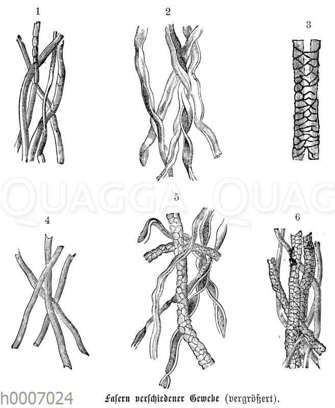 Fasern verschiedener Gewebe