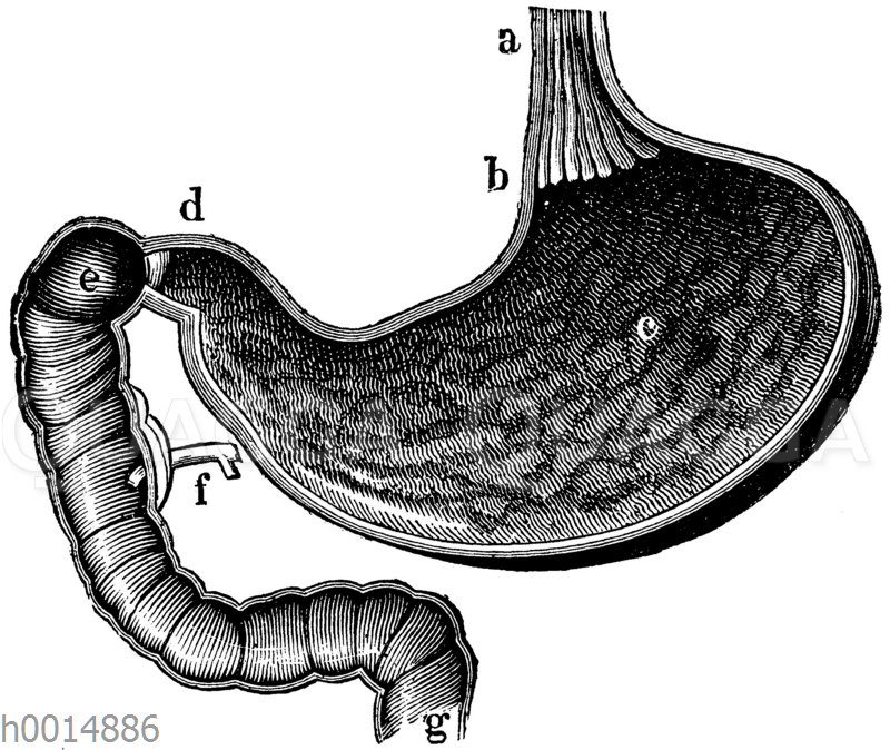 Magen des Menschen. a) Speiseröhre, b) Cardia oder Magenmund, c ...