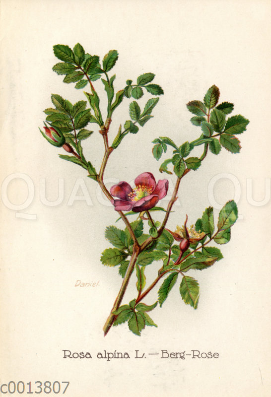 Berg-Rose, Gebirgs-Rose