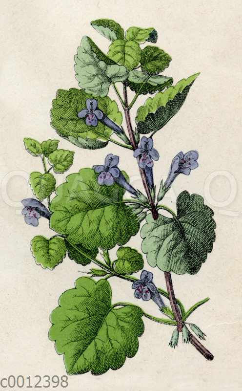 Gundermann, Efeuartige Gundelrebe