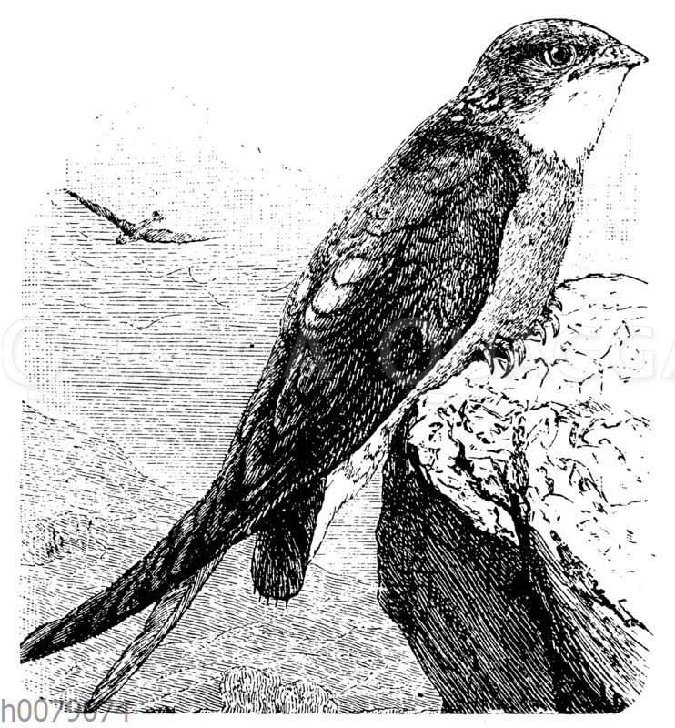 Mauersegler - Quagga Illustrations