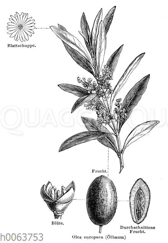 Ölbaum, Olivenbaum - Quagga Illustrations