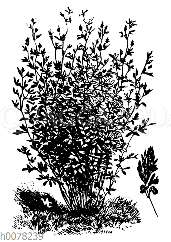 Luzerne de Provence - Quagga Illustrations