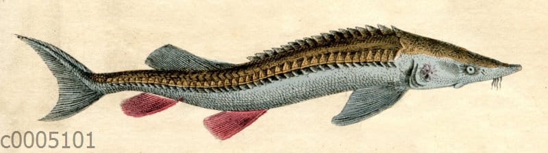 Sterlet - Quagga Illustrations