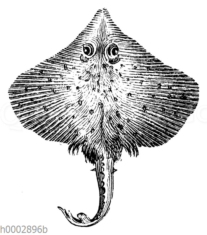 Glattrochen - Quagga Illustrations