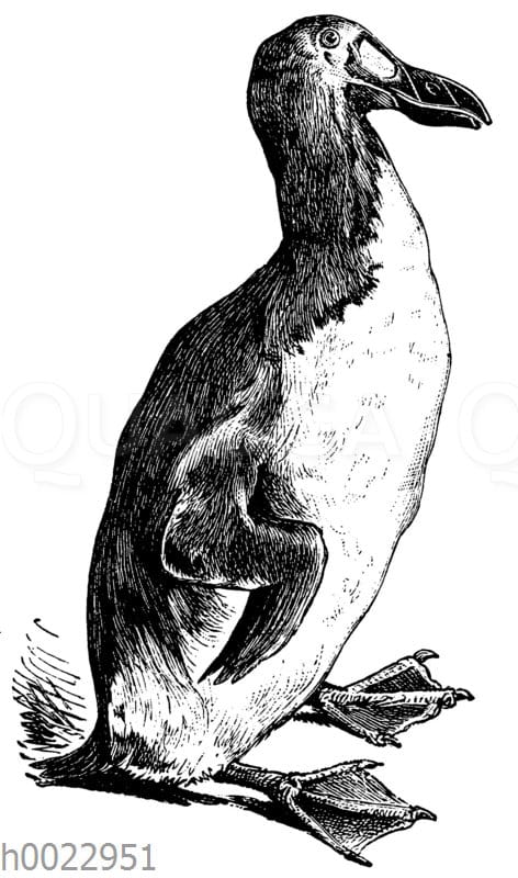 Riesenalk - Quagga Illustrations