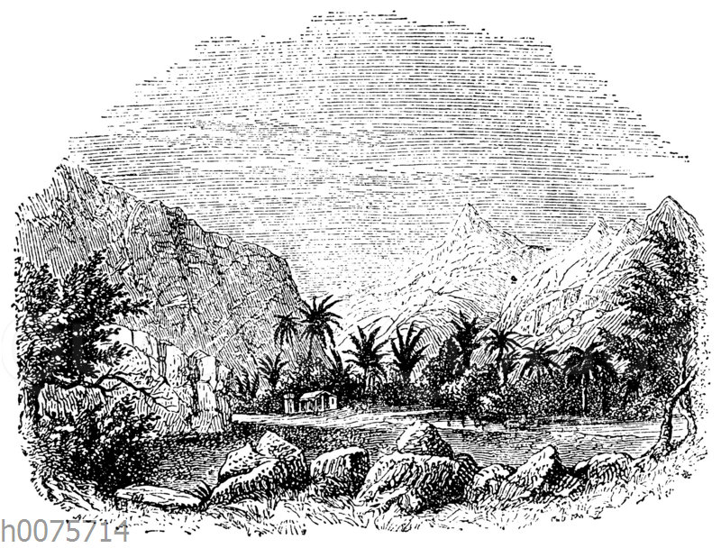 Oase Wadi Feiran - Quagga Illustrations