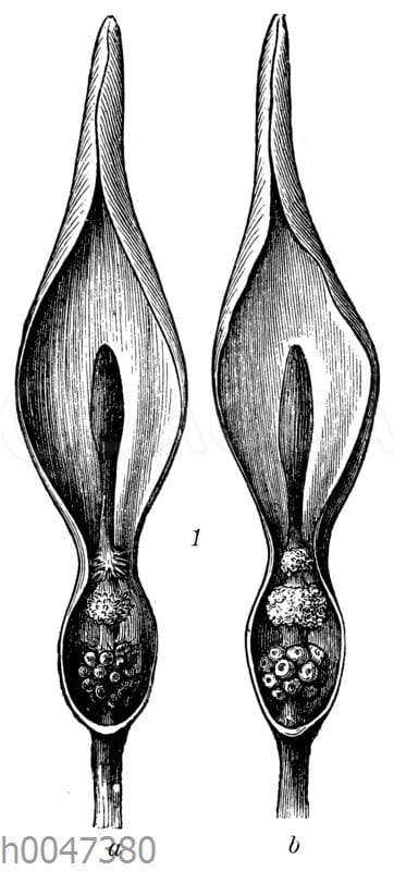 Aronstab - Quagga Illustrations