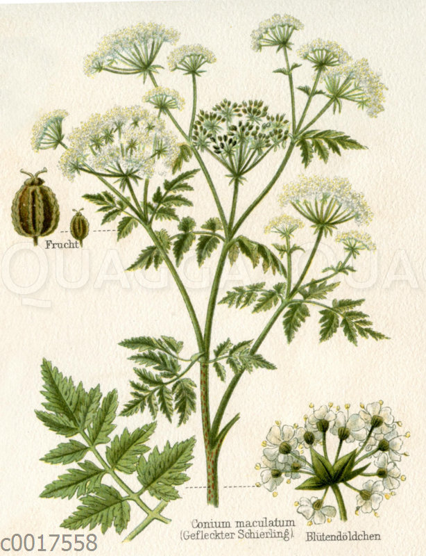 Gefleckter Schierling