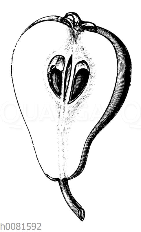 Birne: halbierte Frucht