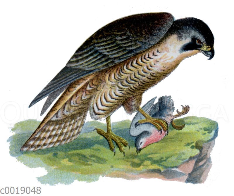 Wanderfalke