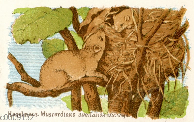 Haselmaus - Quagga Illustrations